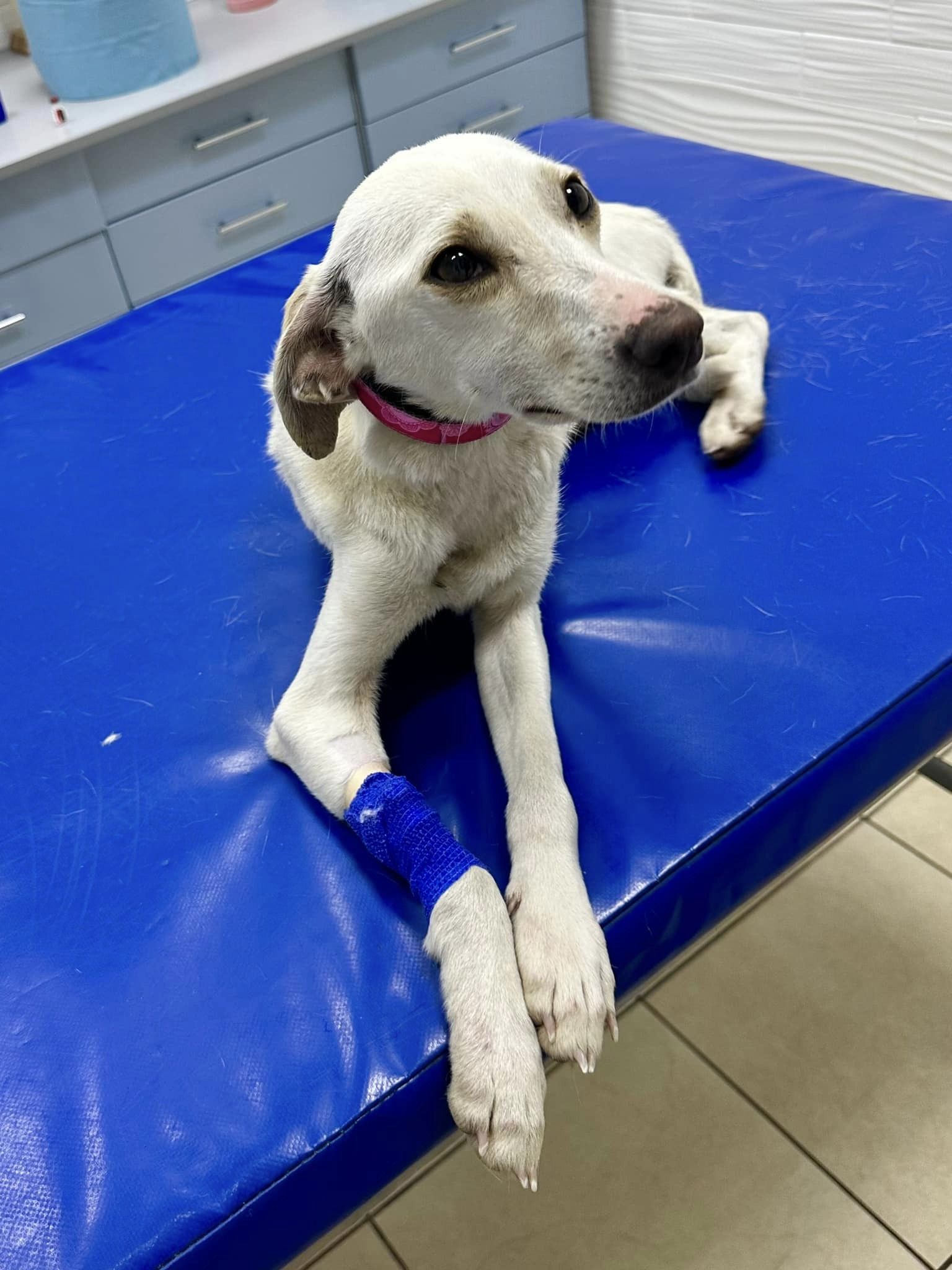 Yes, I will help Bilochka! | Animal Welfare Investigations Project