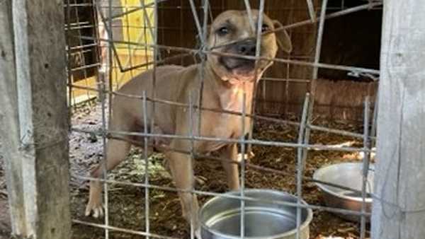 SIGN NOW: Four dogs rescued from suspected dog fighting operation ...