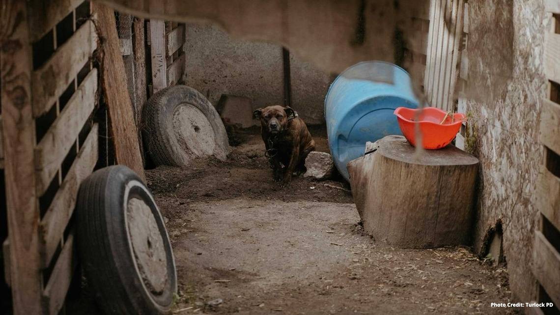 SIGN NOW: Over 70 dogs rescued from suspected dog fighting ring ...