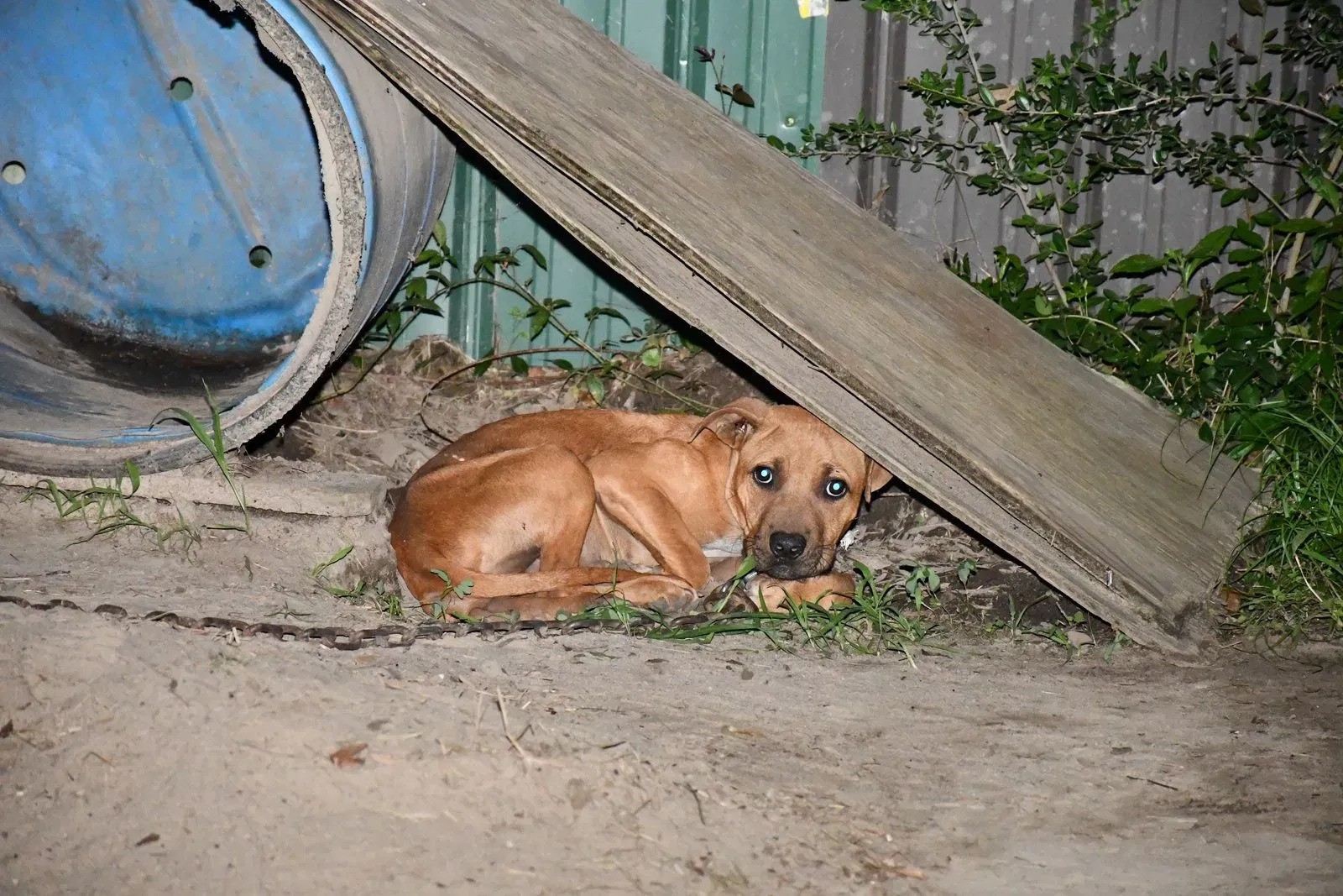 Will you help save dogs from fighting rings? | Animal Welfare ...