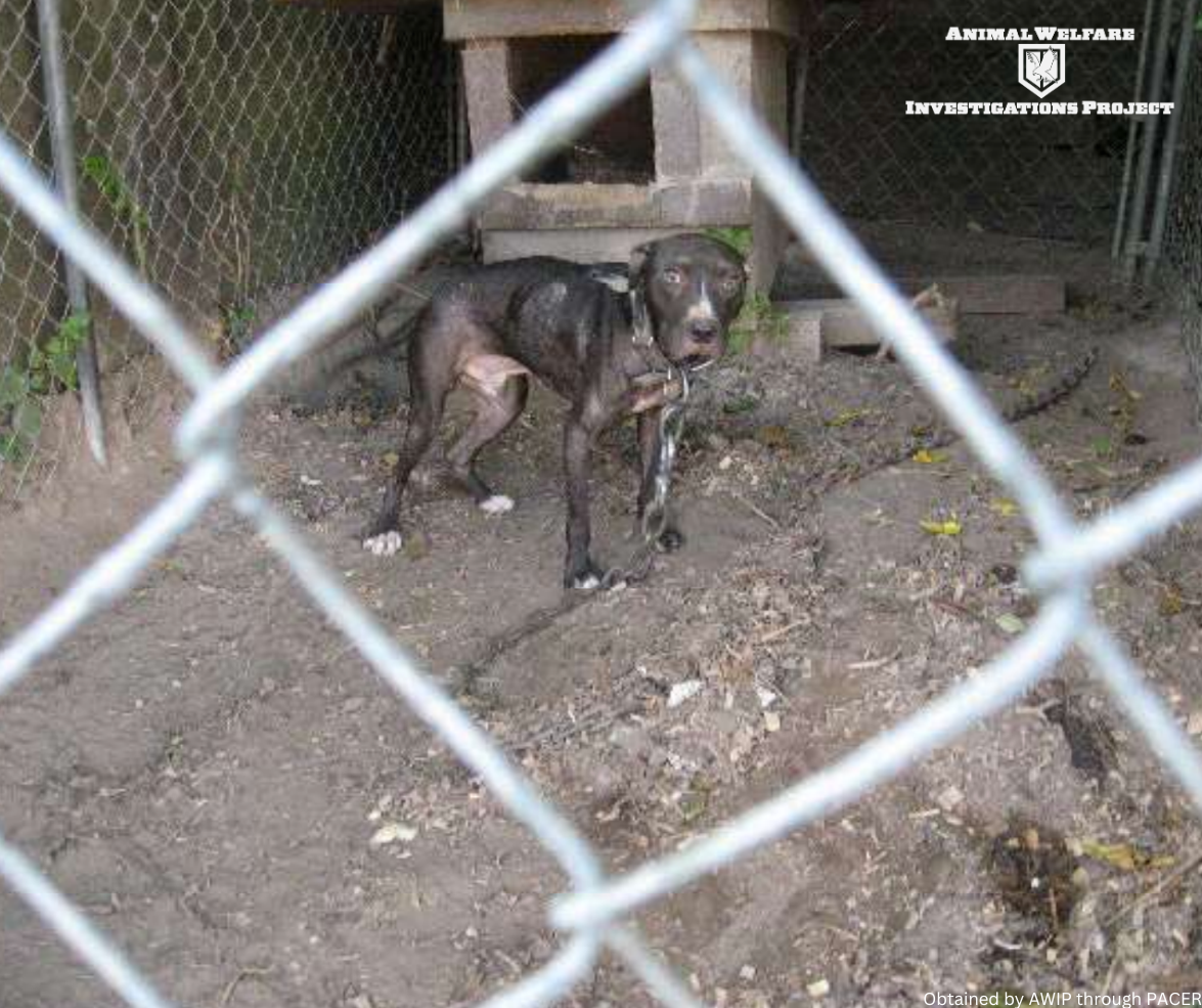 SIGN NOW: Demand justice for pit bulls used in dog fighting ring ...