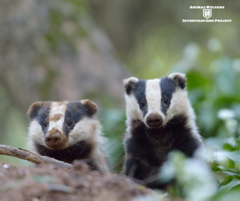 Protect Our Badgers – Support Urgent Undercover Investigations | Animal ...