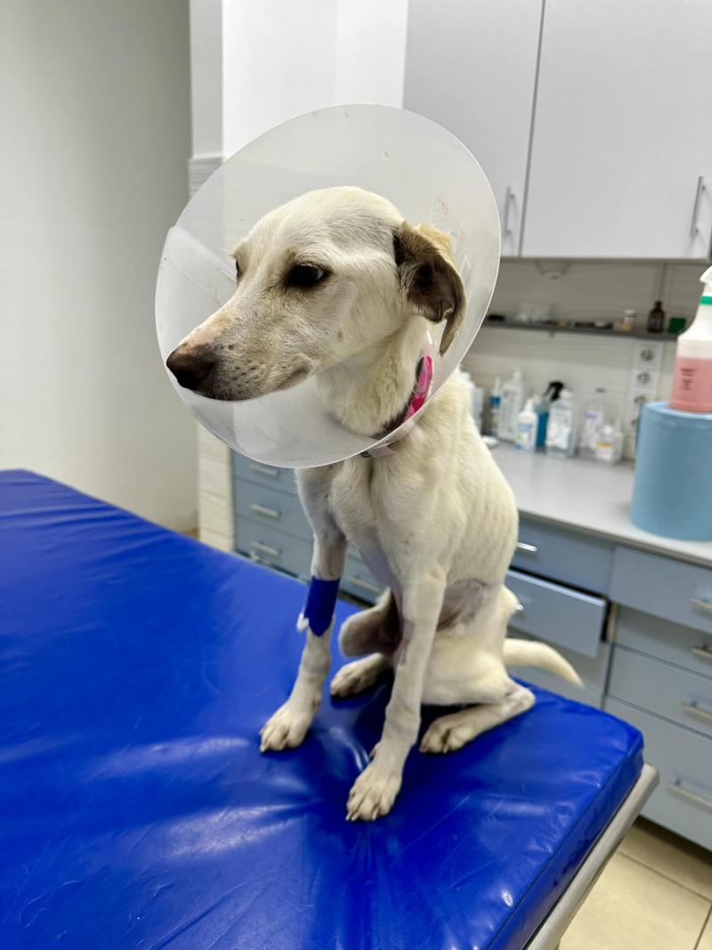 Help Save Bilochka: Your Urgent Donation Can Make a Difference | Animal ...