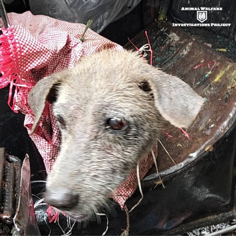 Help get justice for slaughter-bound dogs! | Animal Welfare ...
